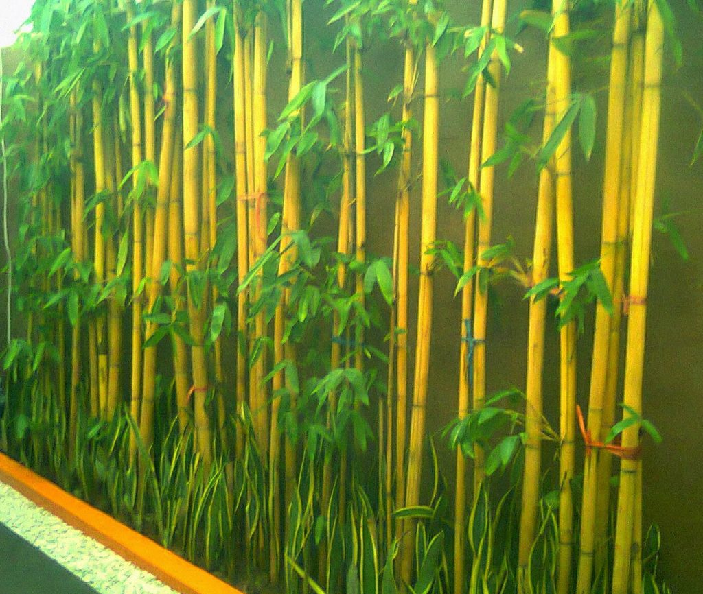 Jual Tanaman Bambu Hias - TAMANTROPIS