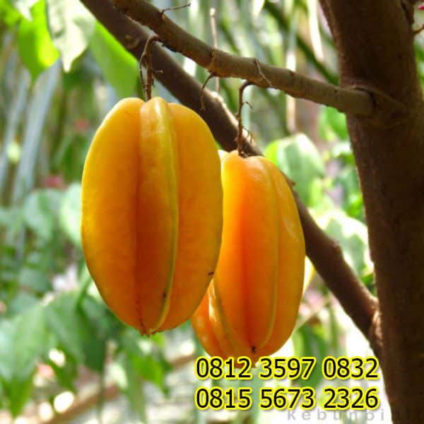 Jual Bibit Pohon Belimbing Varietas Unggul Terjamin - TAMANTROPIS Jual Bibit Pohon Belimbing Varietas Unggul Terjamin - TAMANTROPIS