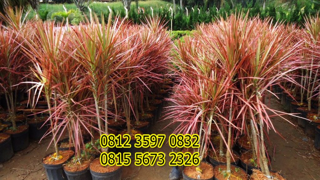 Jual Bibit Bunga Tricolor - TAMANTROPIS