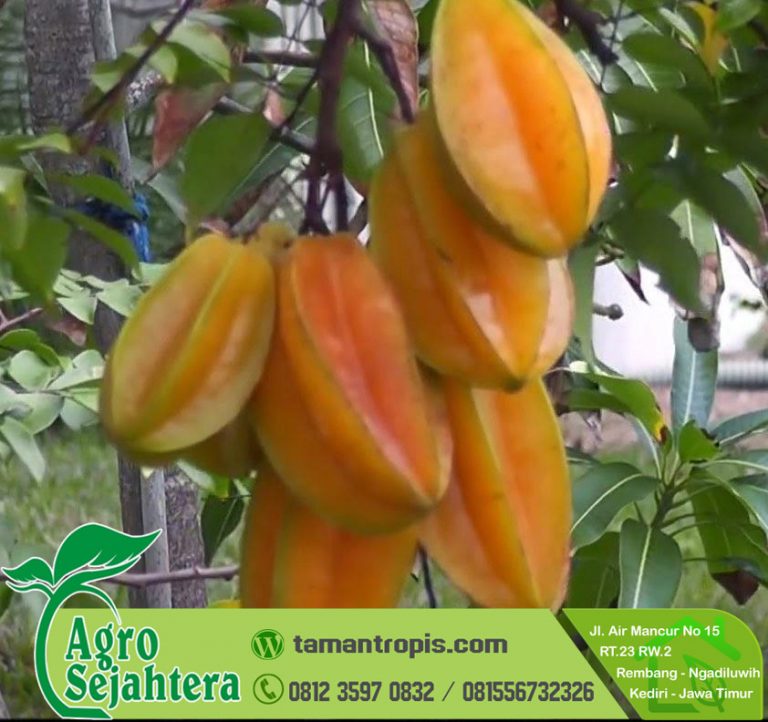 Jual Bibit Pohon Belimbing Varietas Unggul Terjamin - TAMANTROPIS Jual Bibit Pohon Belimbing Varietas Unggul Terjamin - TAMANTROPIS