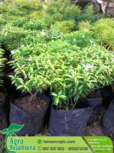 Jual Bibit Rombusa Mini - TAMANTROPIS