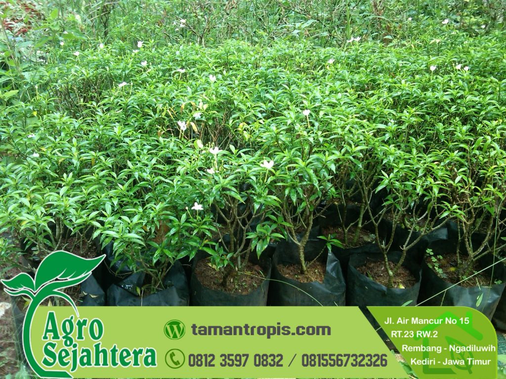 Jual Bibit Rombusa Mini - TAMANTROPIS