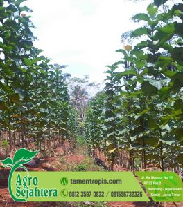 Jual Bibit Pohon Jati Super - TAMANTROPIS