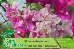 Harga Bibit Bunga Bougenville Tamantropis