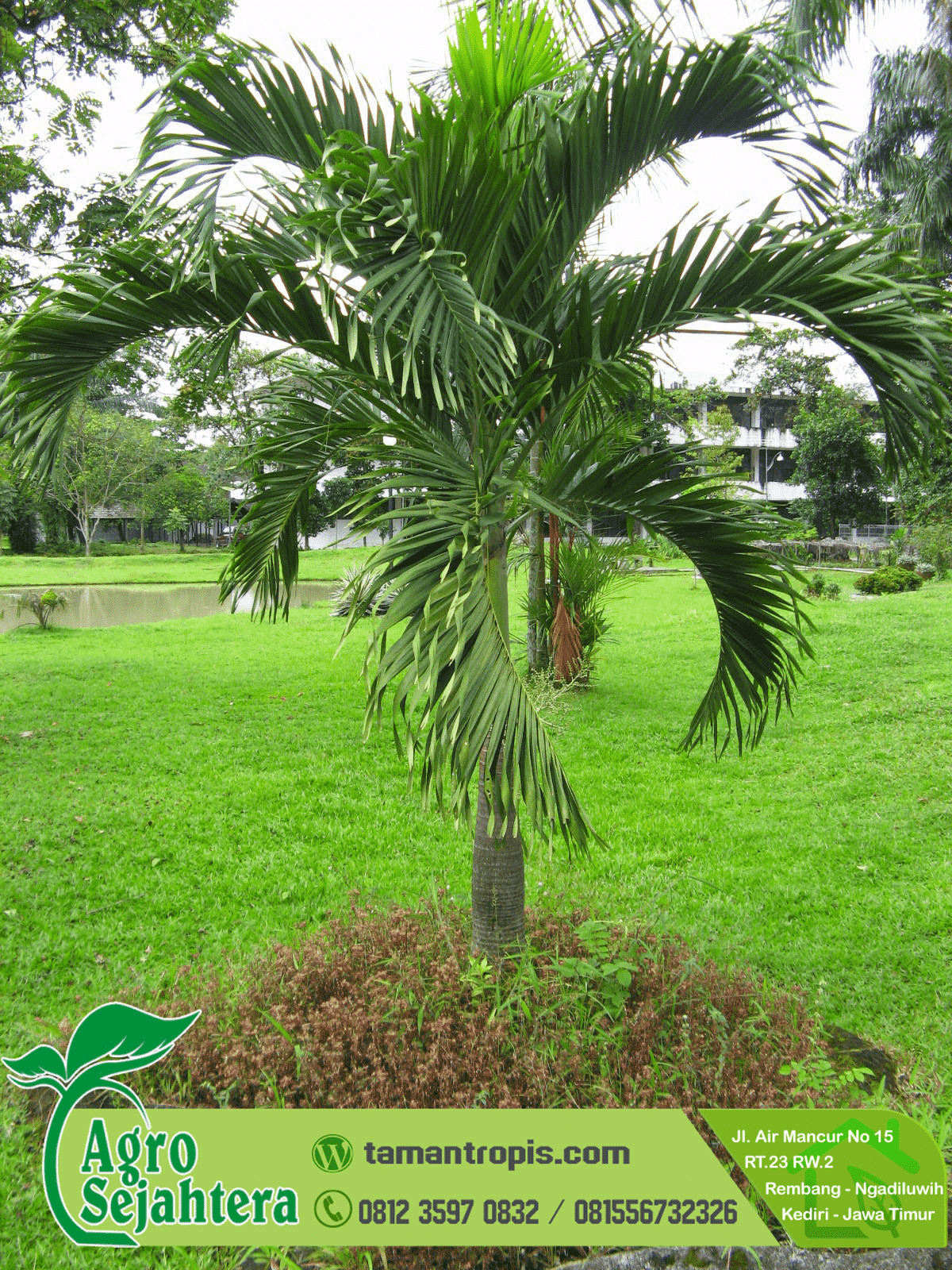Jual Palem Putri Tamantropis
