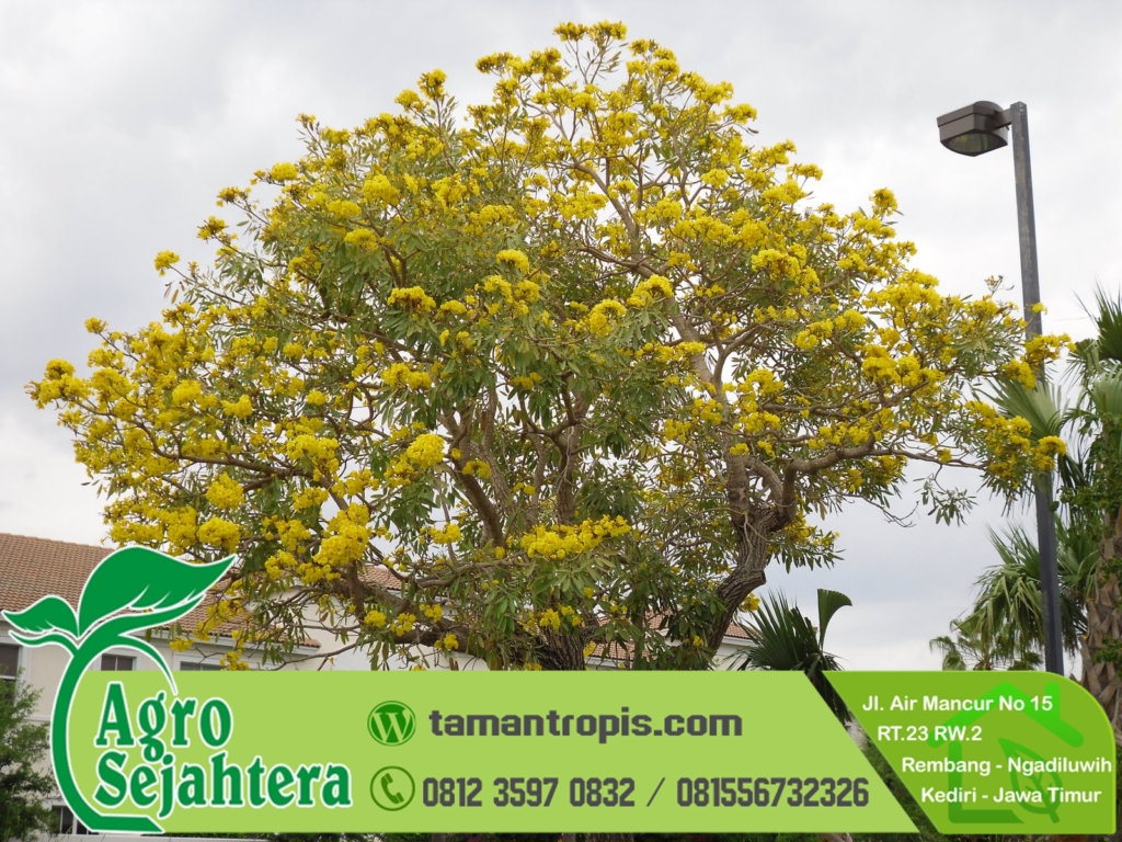 Bibit Bunga Tabebuya - TAMANTROPIS