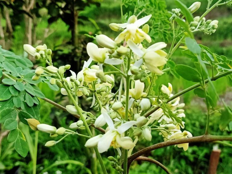 Jual Pohon Moringa Pohon Yang Selalu Hijau - TAMANTROPIS